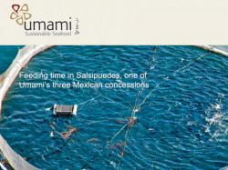 Umami Sustainable Seafood Appoints Timothy Fitzpatrick As Chief ...
