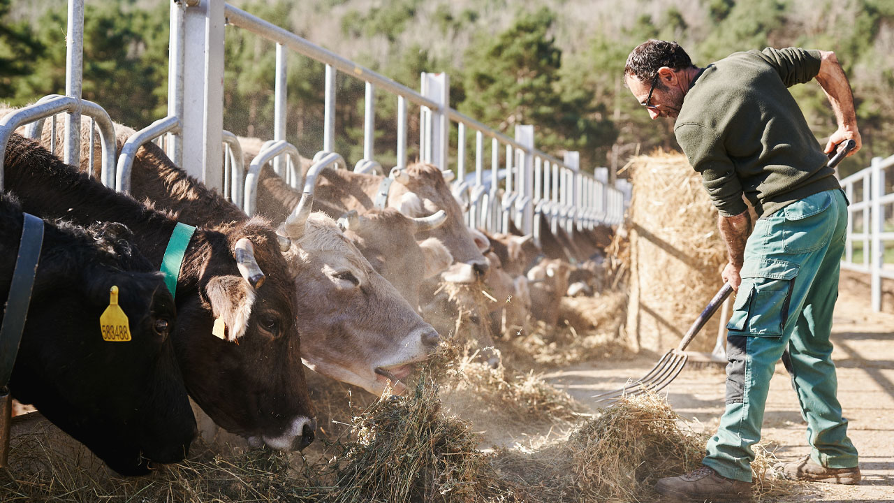 Meat Institute Calls for Processors to be Included in Agriculture ...