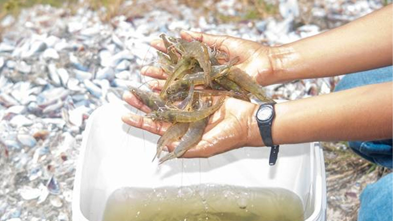 AGRIMINGOLD S.A. Becomes First Shrimp Farm in Ecuador to Join the ...