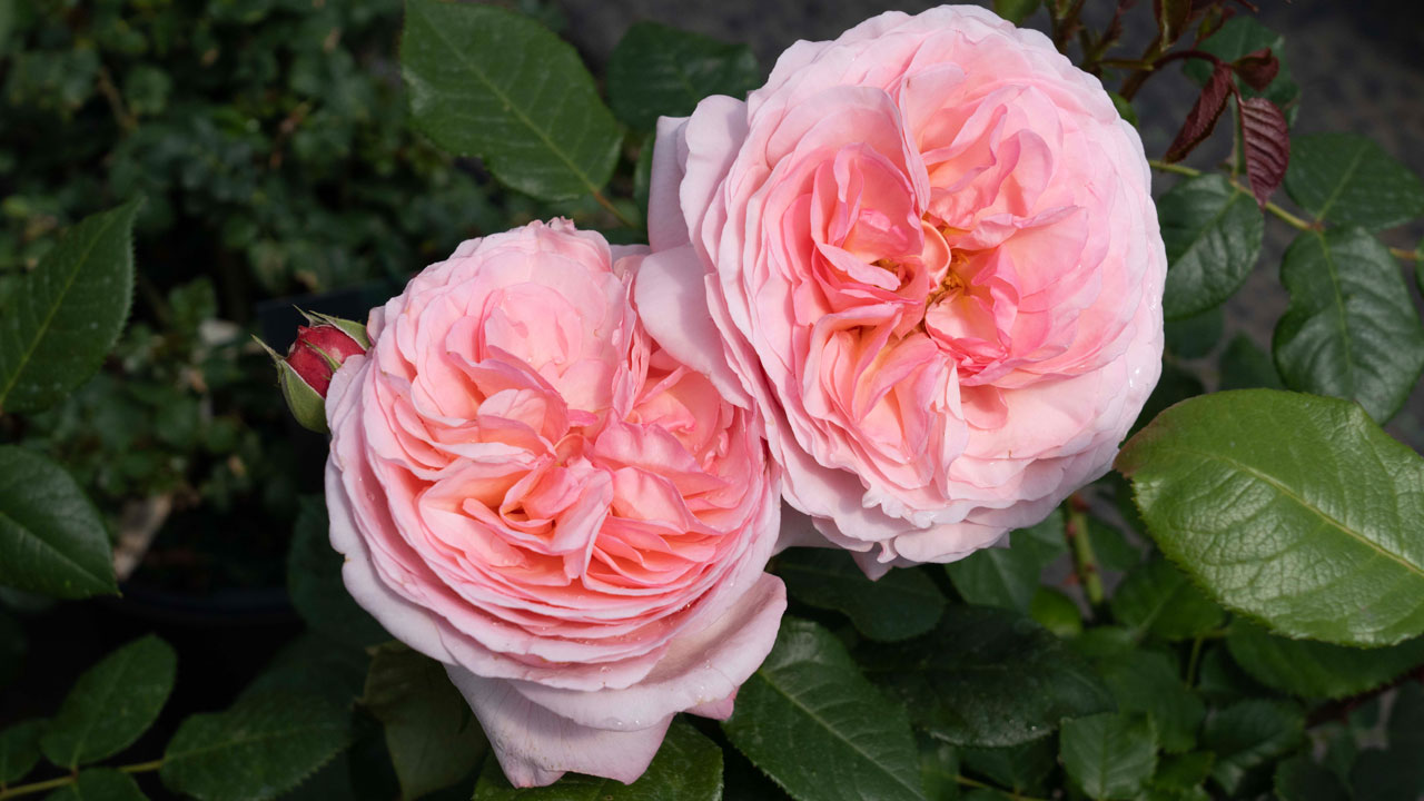 Star Roses and Plants to Showcase New Varieties at Cultivate ‘25 ...