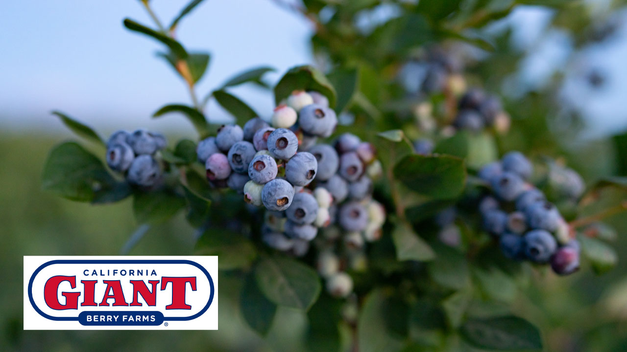 California Giant Berry Farms Details Pacific Northwest Blueberry ...