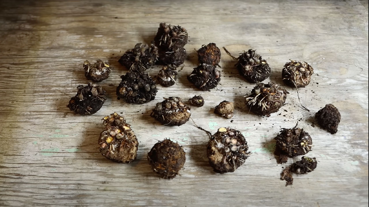 Surviving the Cold: How to Overwinter Caladiums & Properly Store Bulbs ...