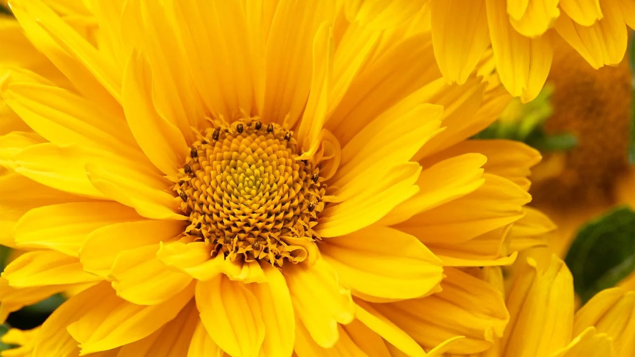 Monrovia Announces Top Garden Design Trends for 2026 - Perishable News