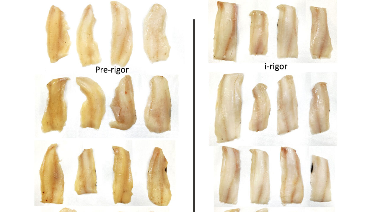 Nofima Warns: Fish May Turn Yellow if Frozen Too Fresh - Perishable News