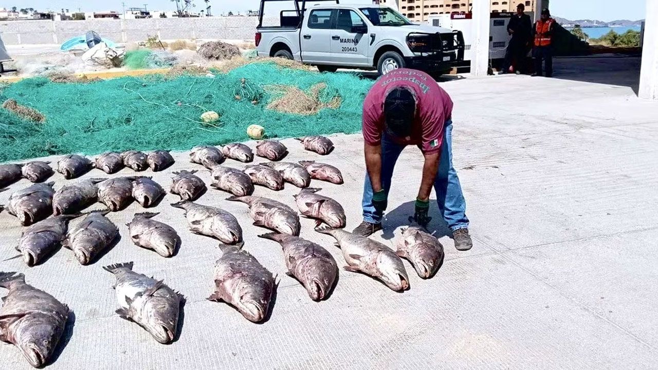 Farmed Totoaba Could Curb Poaching - Perishable News