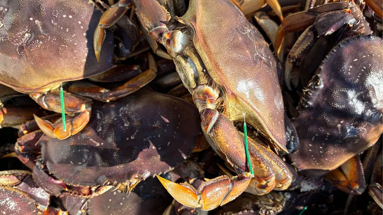 Study Explores Dungeness Crab Movement in Central Puget Sound ...