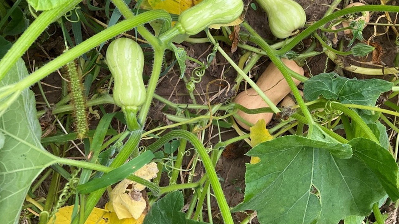 Sprouts Farmers Market Launches Certified Regenerative by a Greener World Squash from Kreher ...