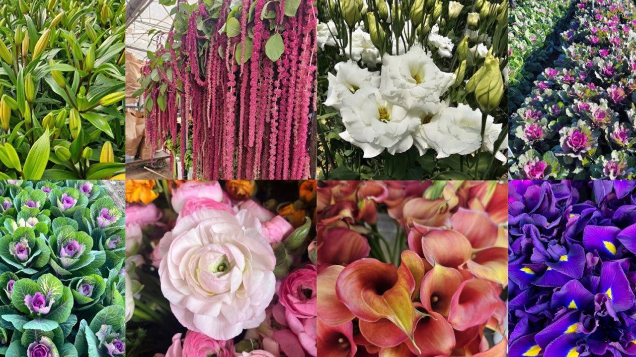 Channel Islands Flowers Steps Forward as a Direct California Floral ...