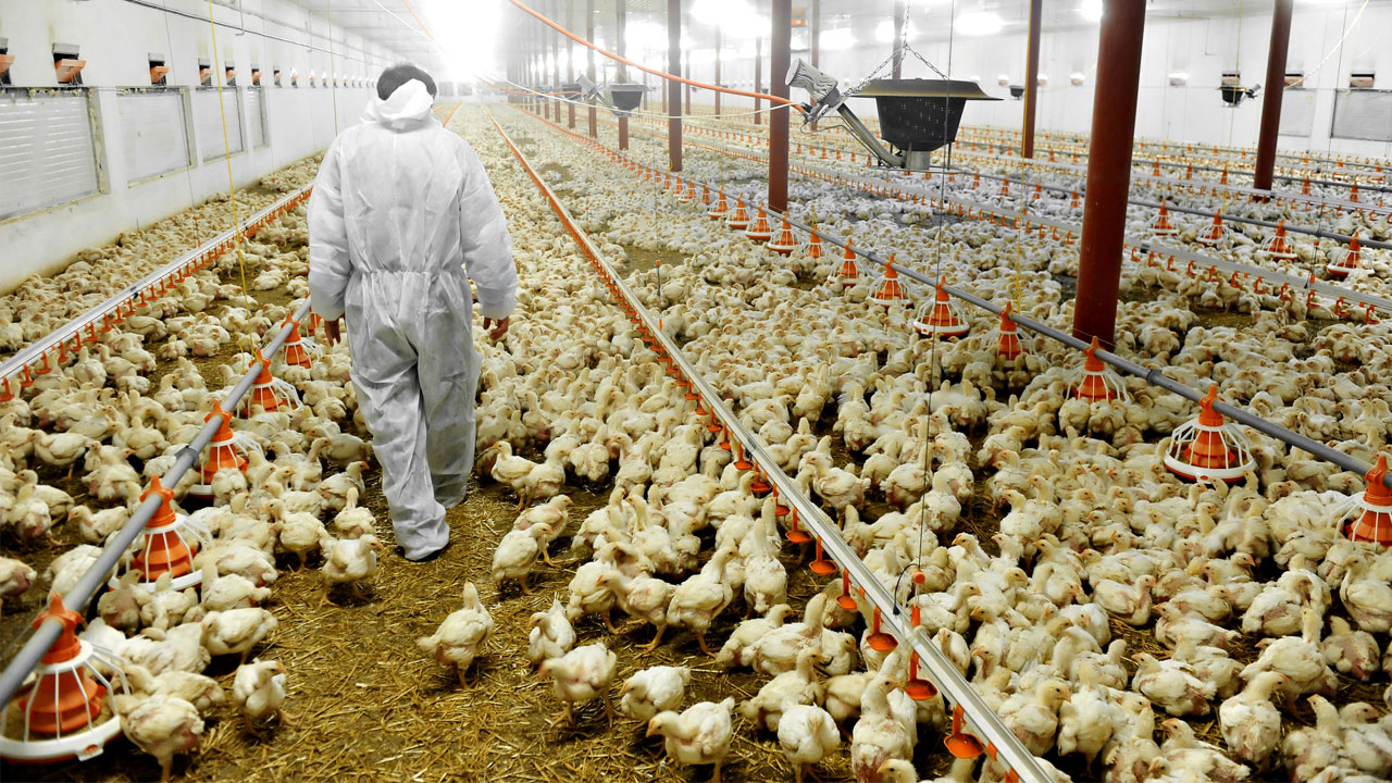 Judge Orders 30-Year Pollution Abatement Plan for Poultry Operations in ...