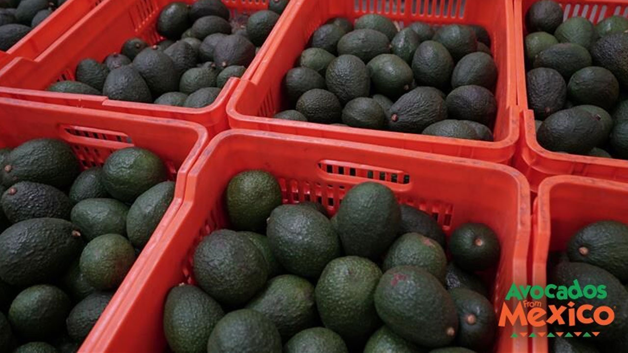 Avocados From Mexico Projects Record-Breaking 2.5 Billion Pounds of ...