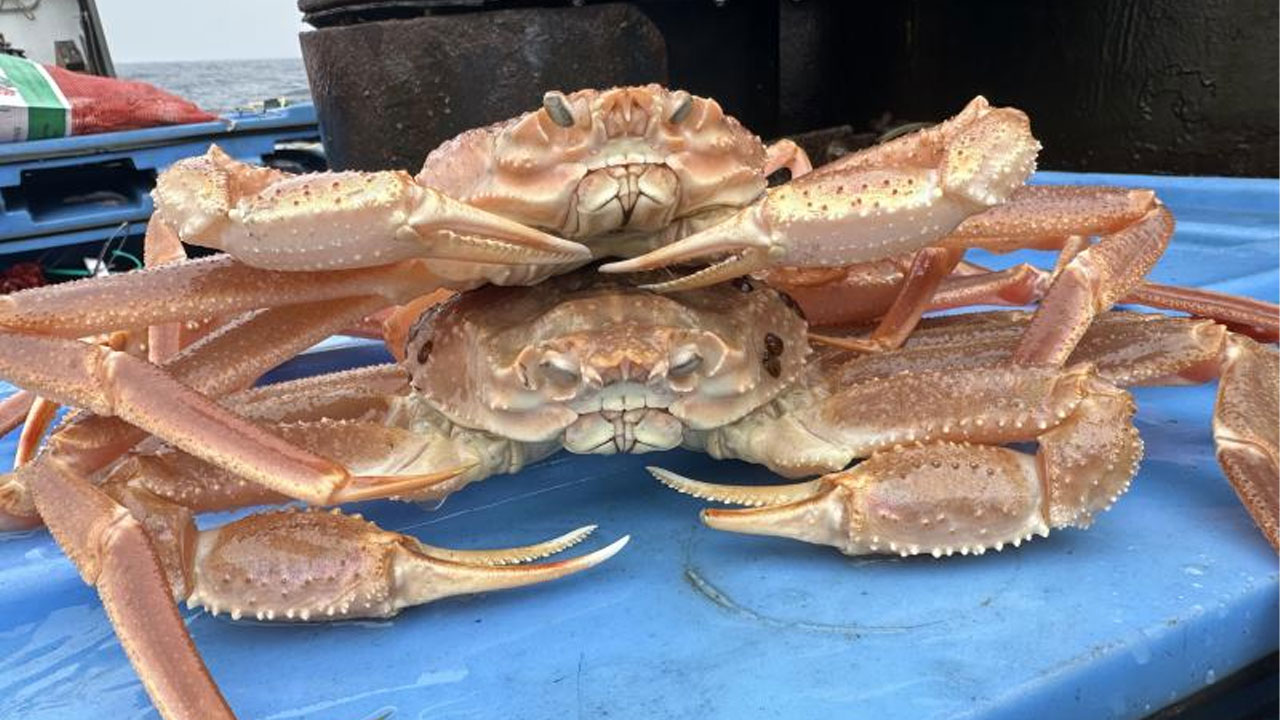 Snow Crab Collapse Linked to Energetic Limitations During a Marine ...