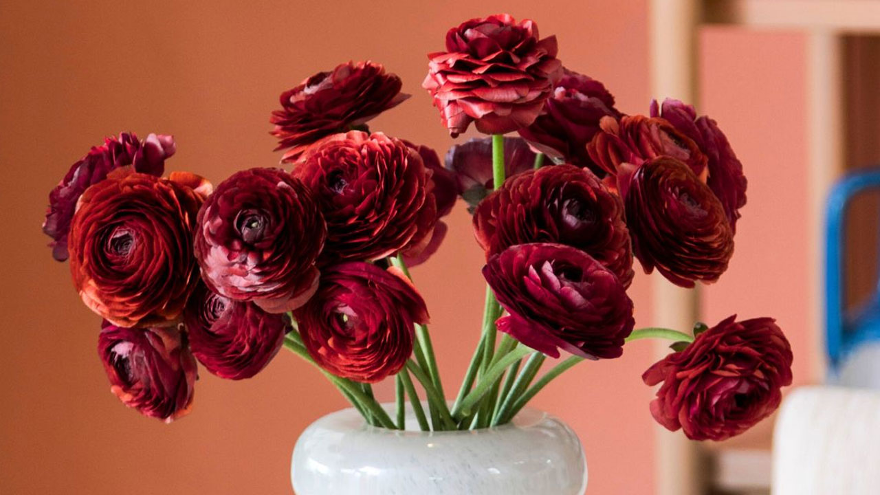 10 Non-Traditional Flowers for Valentine's Day - Perishable News