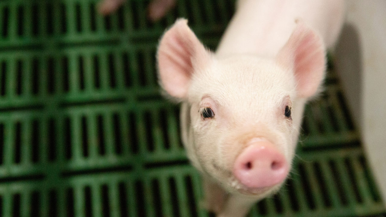 Canadian Regulators Determine PIC's PRRS-Resistant Pigs are Safe for ...