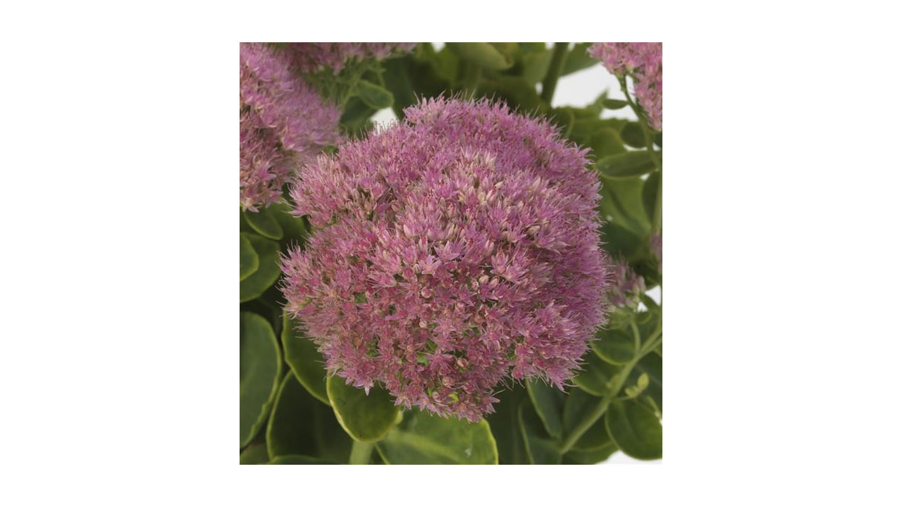 PanAmerican Seed Accepts All-America Selections Award for New Sedum ...