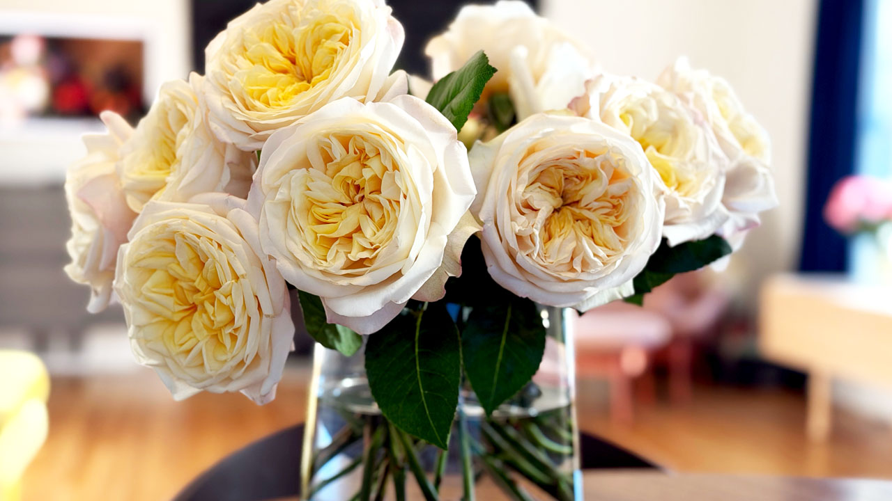 Alexandra Farms Introduces 8 New Varieties, Expanding Our Collection of ...