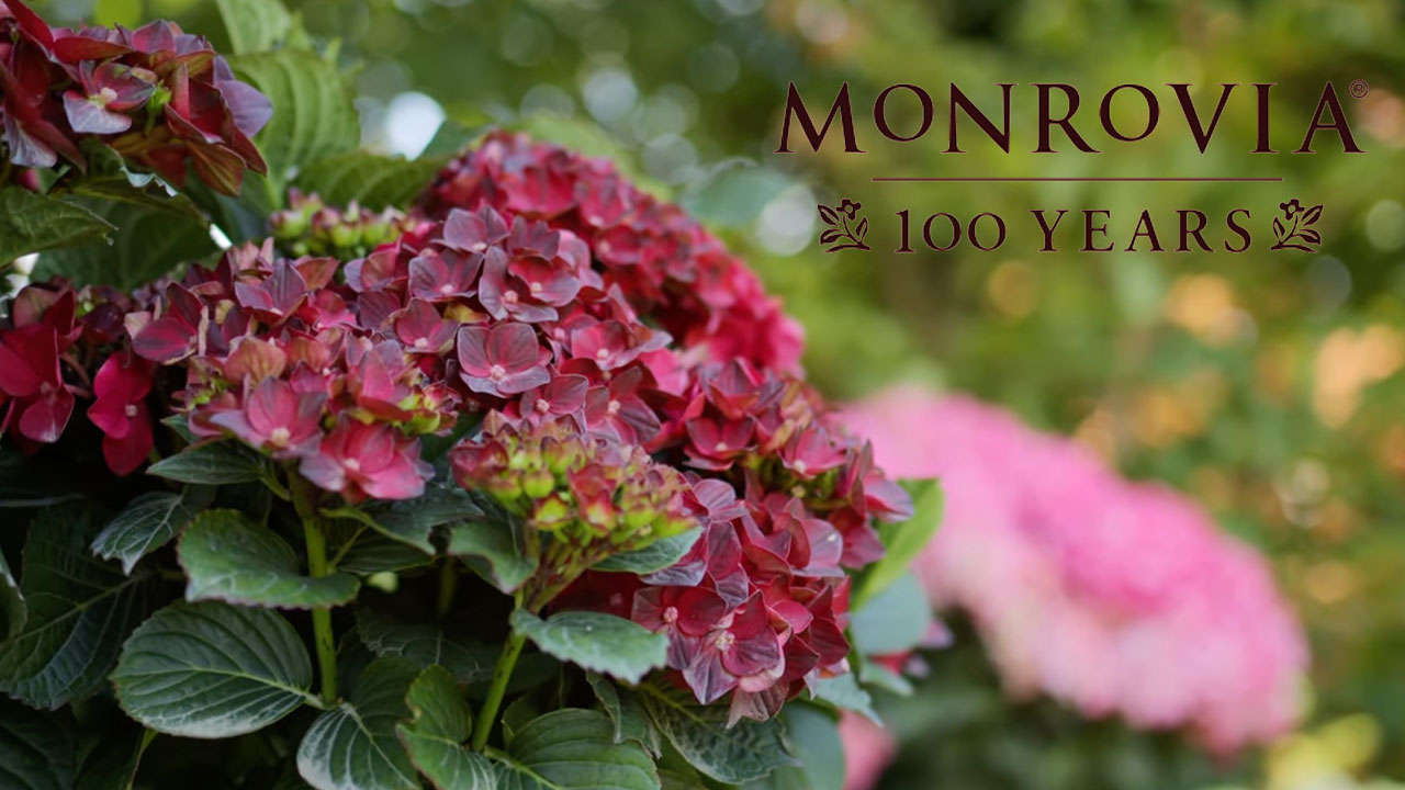 Get the Must-Have Plant of 2026: Centennial Ruby Hydrangea from ...