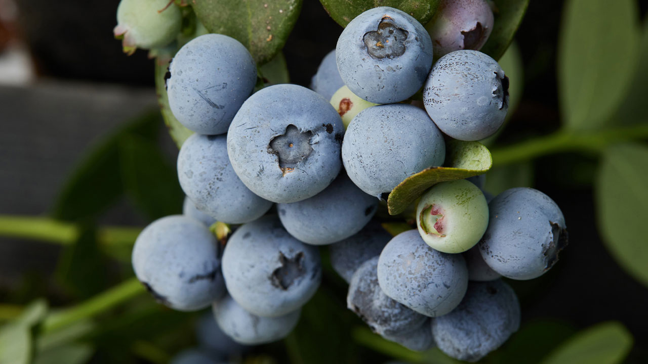 Fall Creek Spain Turns 10: From 2 Hectares to Serving 52 Countries ...