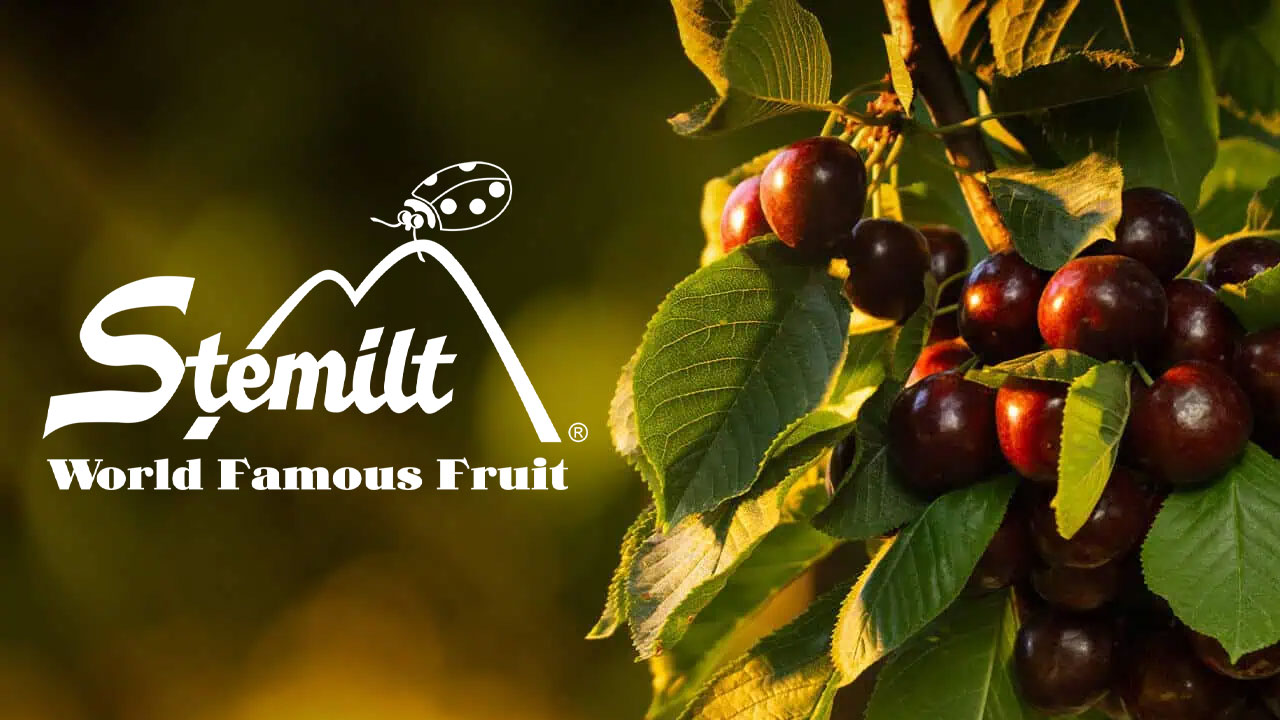 Stemilt Signs Commercial Agreement with Brandt’s Fruit Trees and LFP to ...