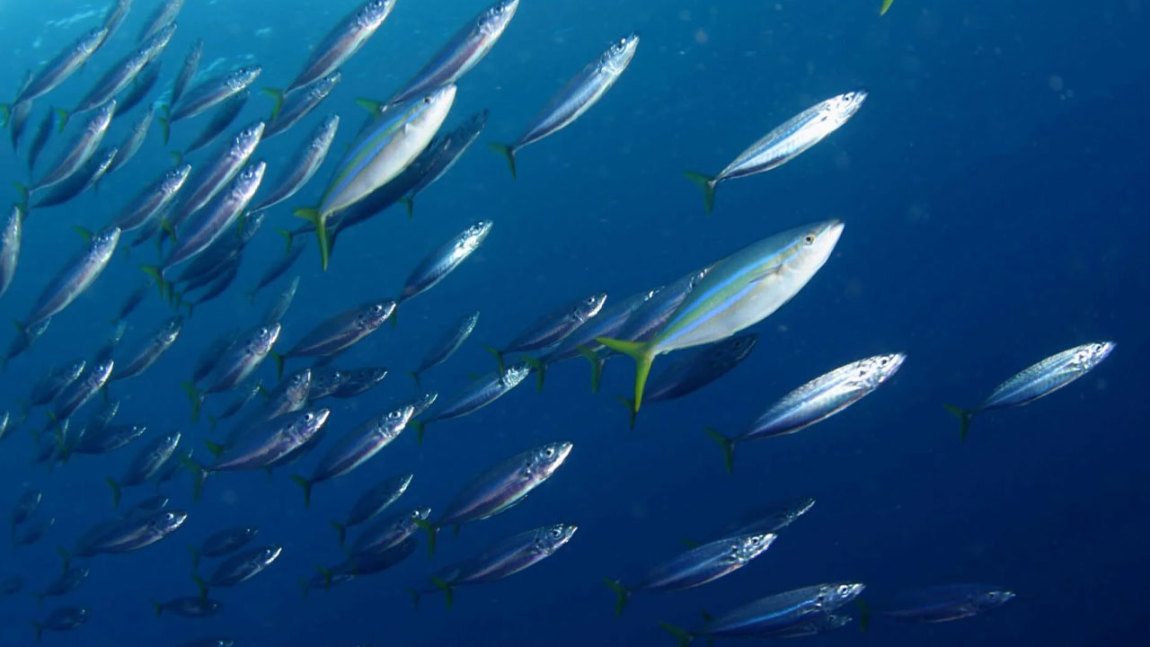 Bridging Critical Gaps for Indian Ocean Tuna Fisheries - Perishable News