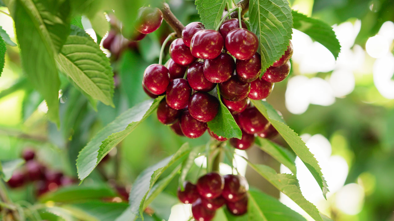 CMI Orchards Kicks Off 2026 Cherry Season with Fresh Branding and Sweet ...
