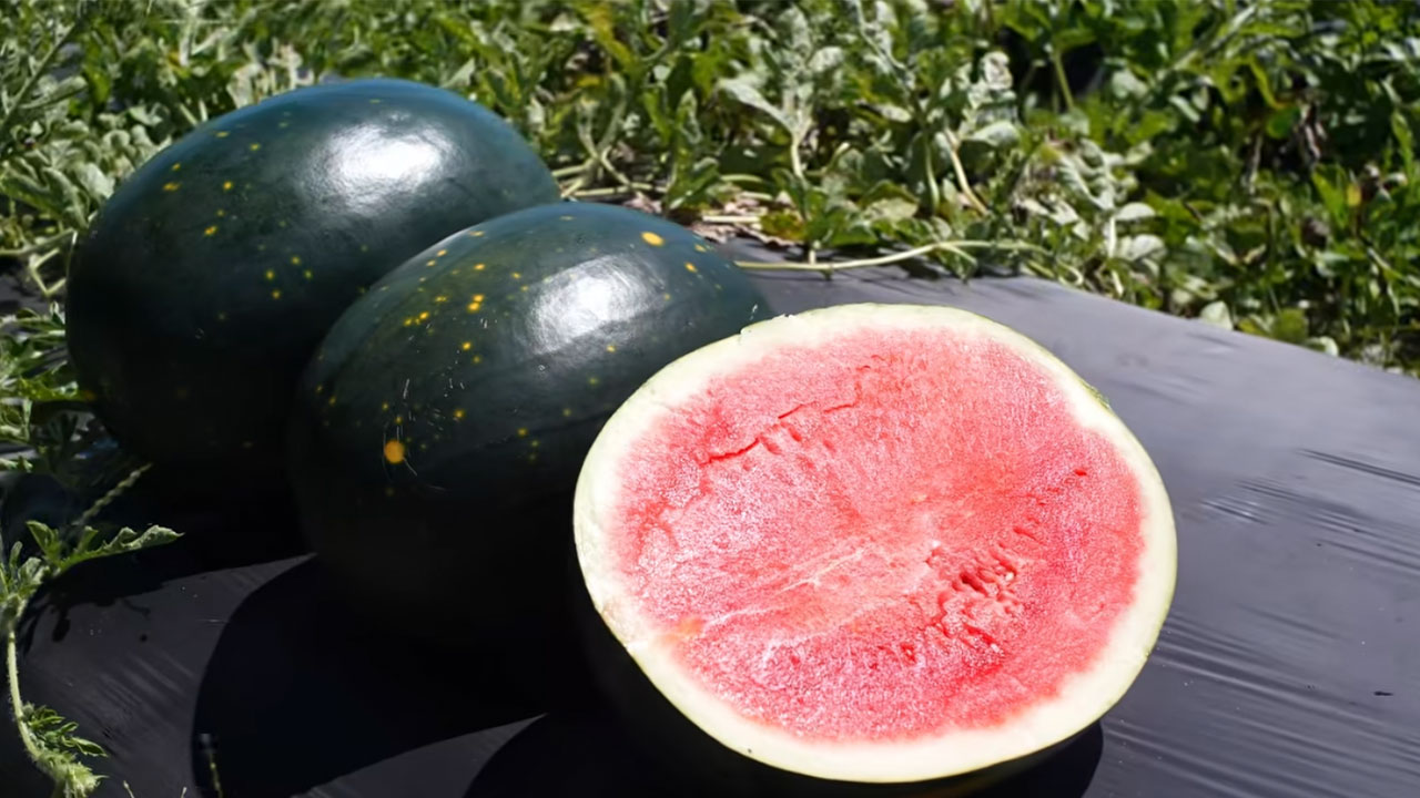 Sprouts Launches Starship Seedless Moon & Stars Watermelon Nationwide ...